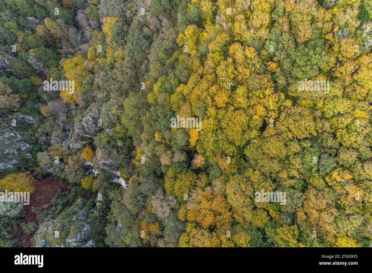 Aerial top view deciduous forest hi-res stock photography and images ...