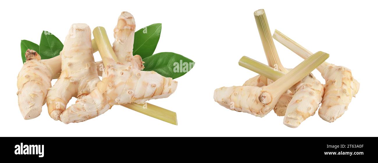 Fresh galangal root isolated on white background with full depth of ...