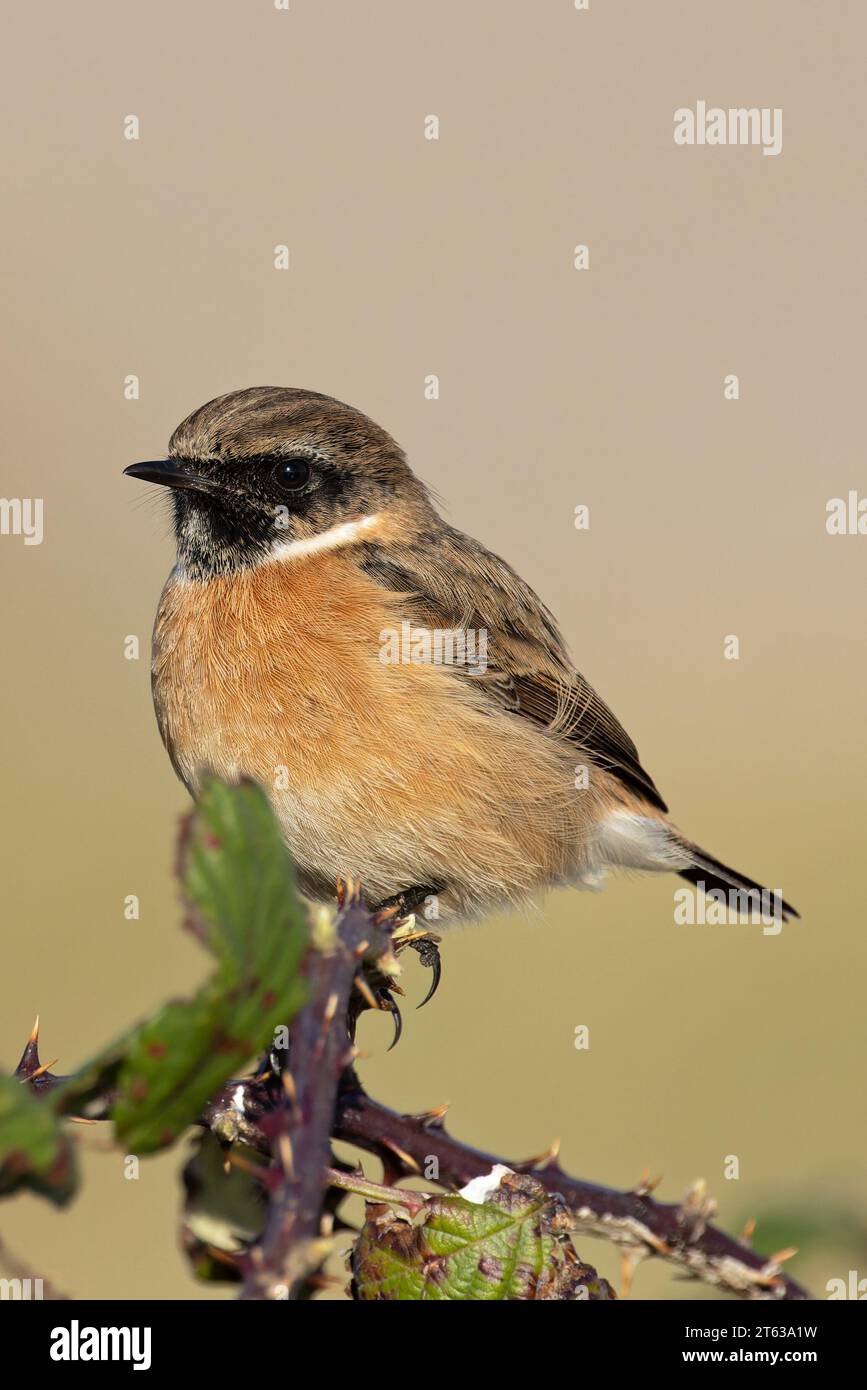 European Stonechat (Saxicola torquata) winter male Norfolk November ...