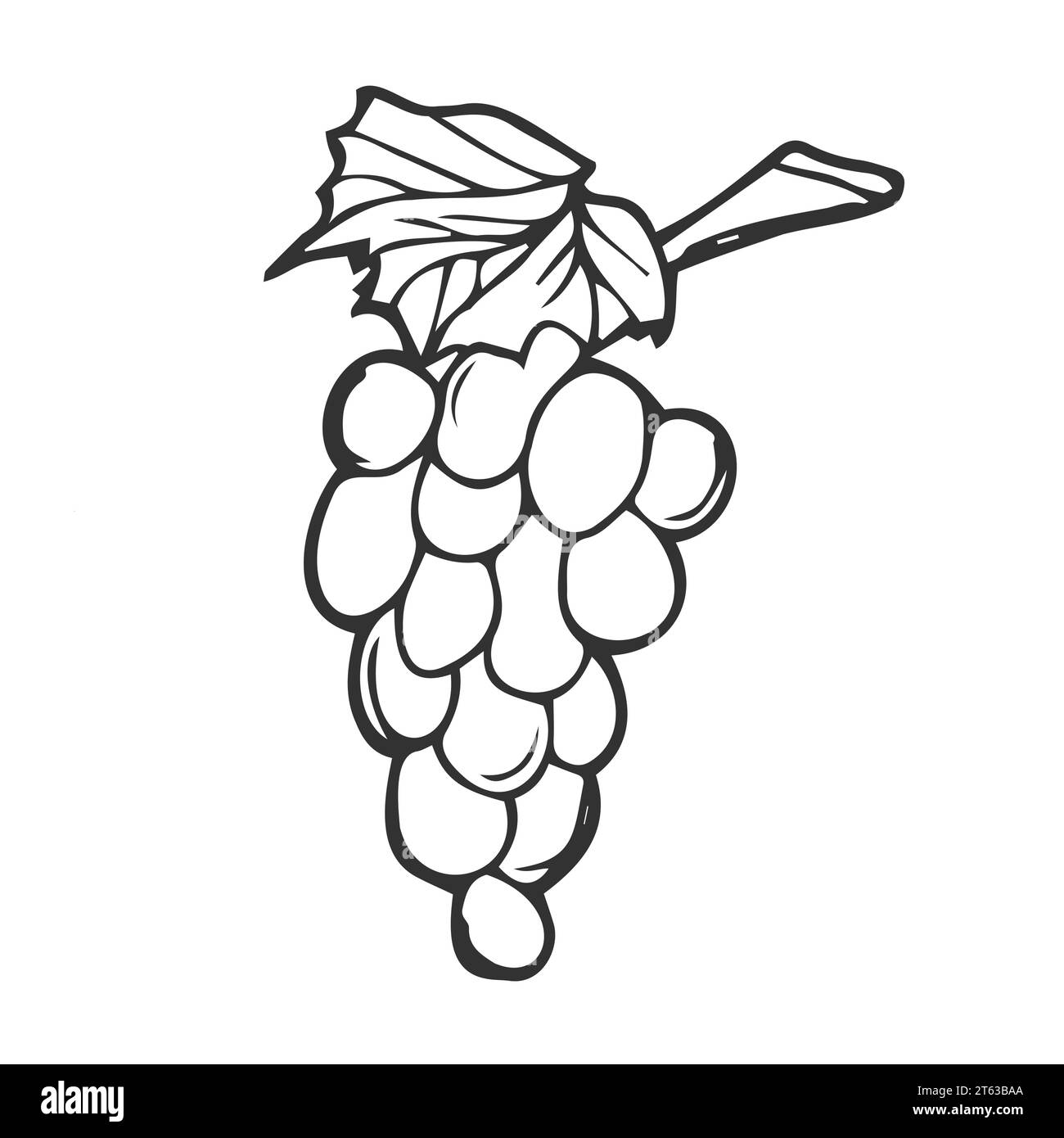 Vector hand drawn Bunch of grapes outline doodle icon. Bunch of grapes sketch illustration for ...