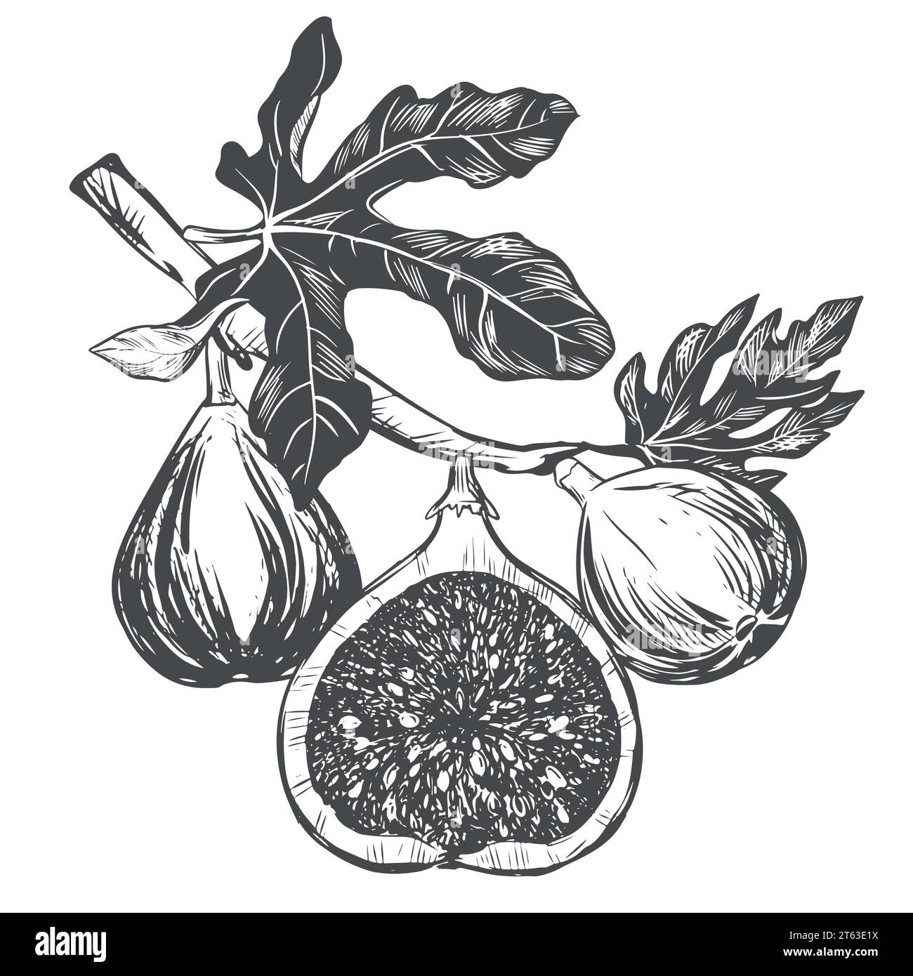 Fig branch on a white background. Tropical plant, raw fruit, leaf. Sketch of sweet fruits ...