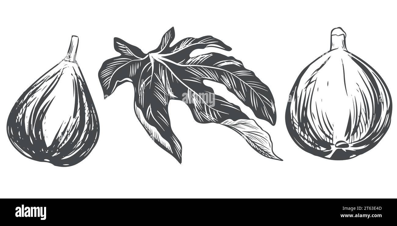 Ripe fig and leaf, vector illustration. Sweet fruits, hand drawn in ...