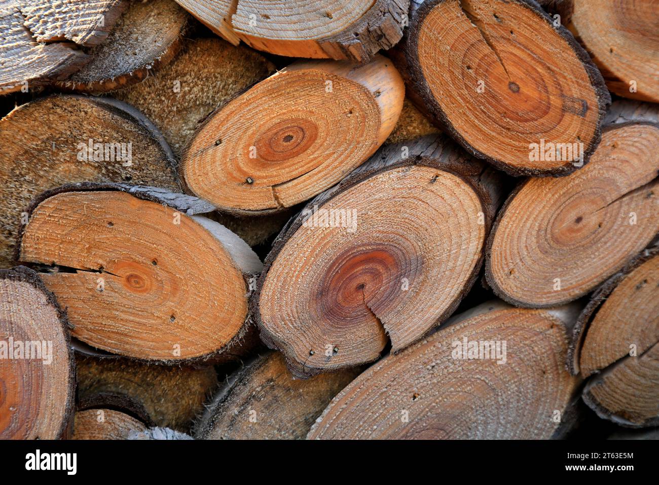 Pine cross section stitching together Stock Photo - Alamy