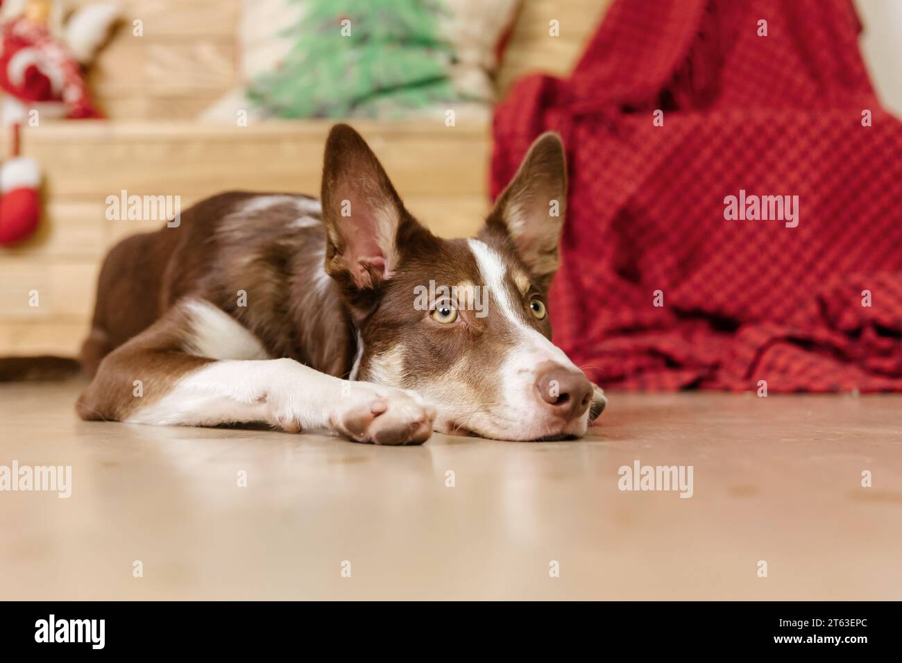 Border collie dog breed lying down at home. Cozy interior. Pet friendly ...