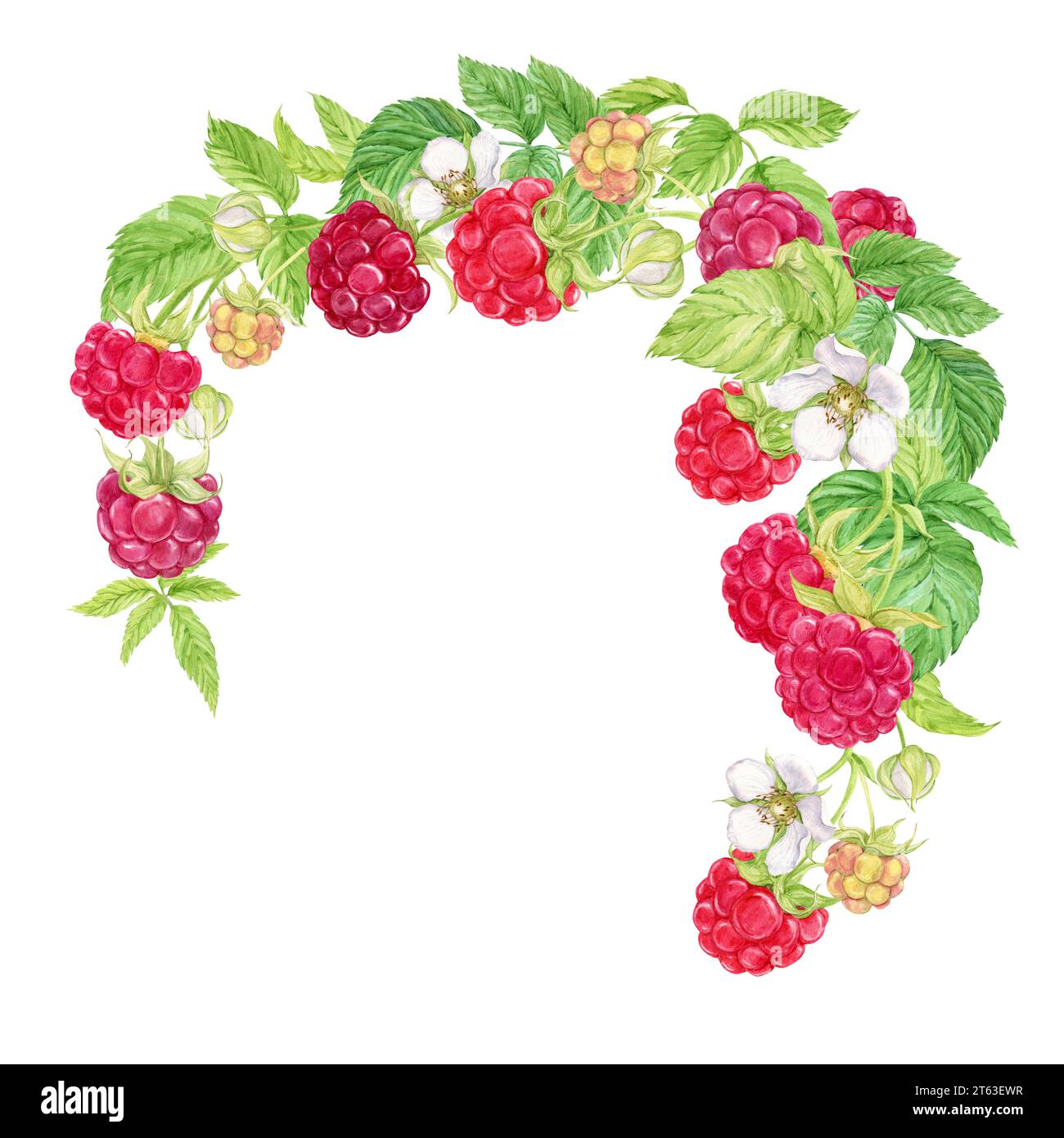 Composition of hanging raspberry branches. Watercolor red berries grow ...