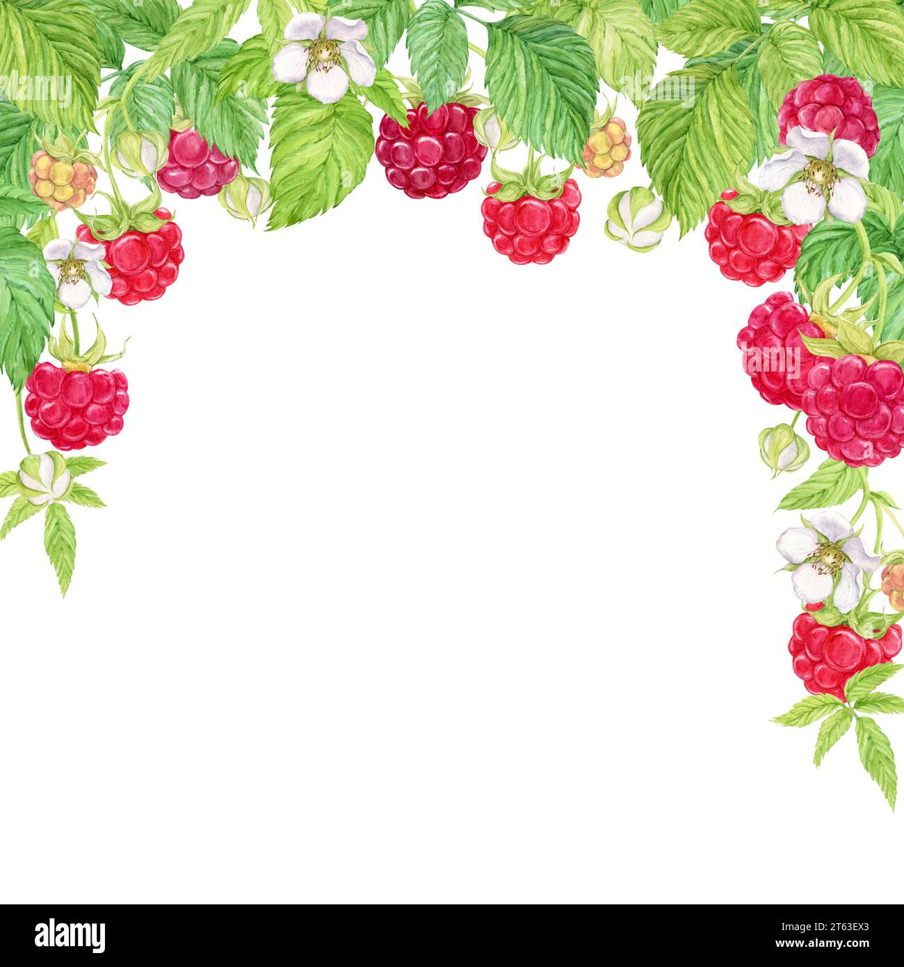 Composition of hanging raspberry branches. Watercolor red berries grow ...