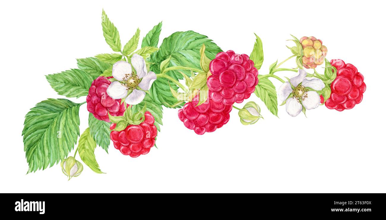 Composition of hanging raspberry branches. Watercolor red berries grow ...