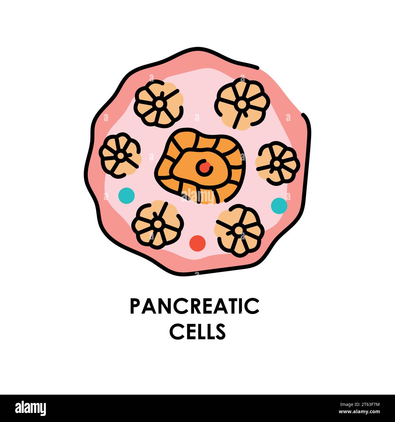 Pancreatic cell color line icon. Microorganisms microbes, bacteria ...