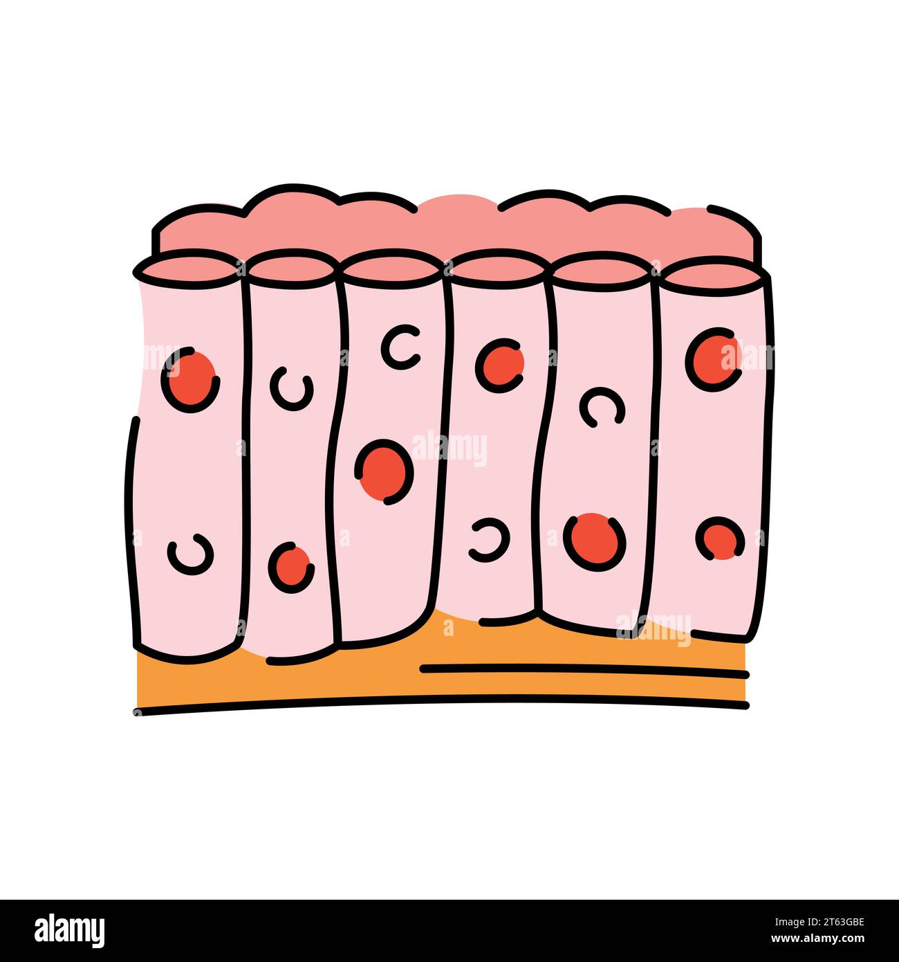 Human body tissue types hi-res stock photography and images - Alamy