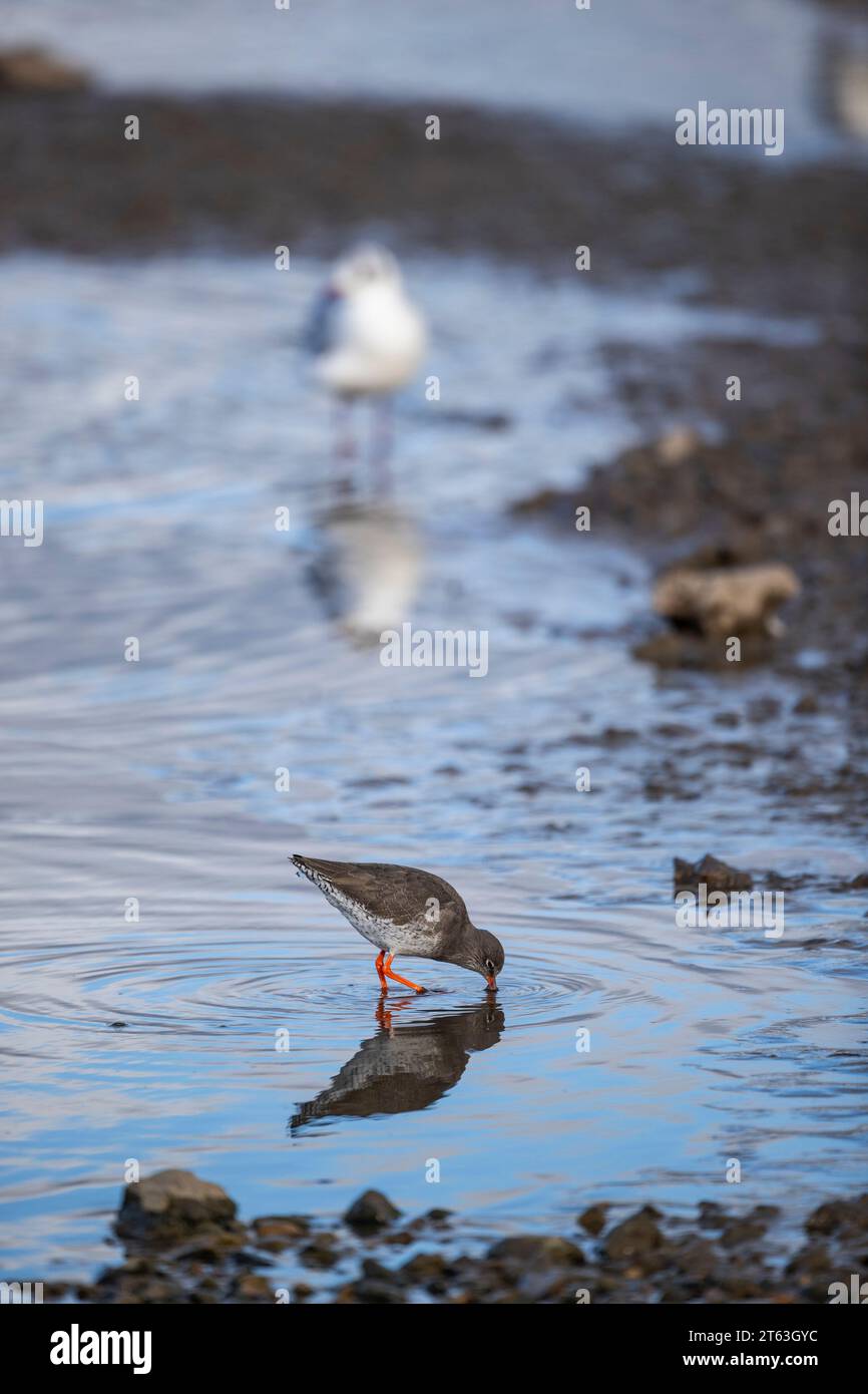 Common redshank - Tringa totanus. A day out at WWT Slimbridge Stock ...