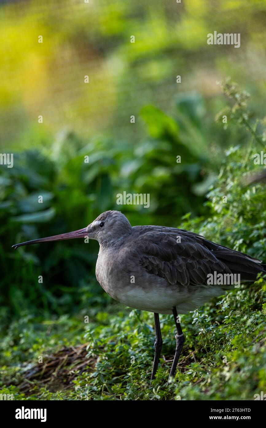 Distal rhynchokinesis hi-res stock photography and images - Alamy