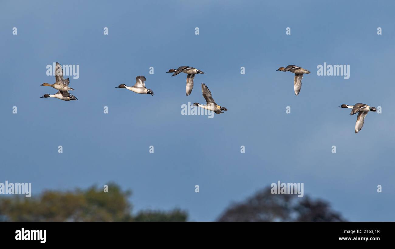 Northern Pintail. Anas acuta - group of birds in flight Stock Photo - Alamy