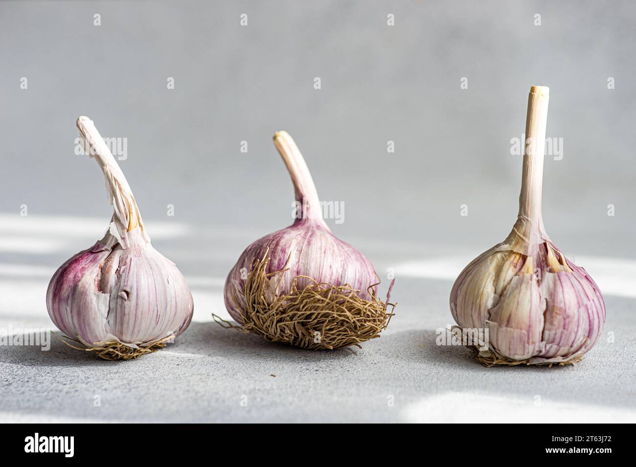 Bulbous with roots hi-res stock photography and images - Alamy