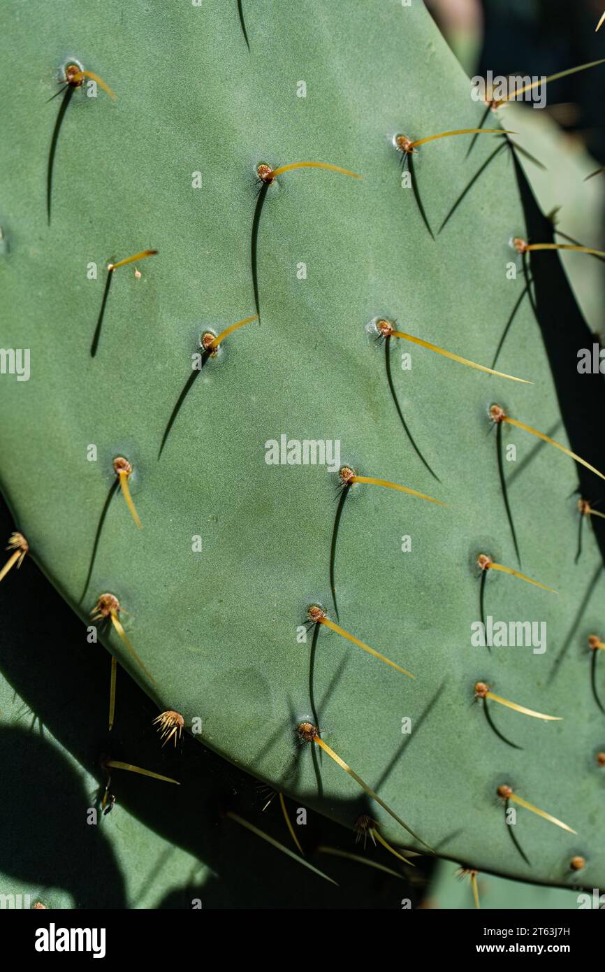 Focused of opuntia cactus plant outdoor thorns Stock Photo - Alamy