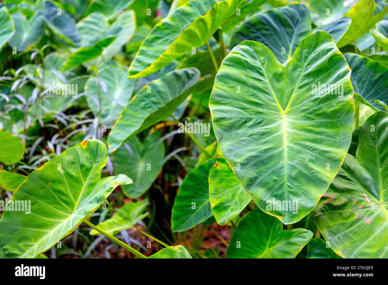 Taro or elephant ear plant leaves in a lush garden, exotic plant ...
