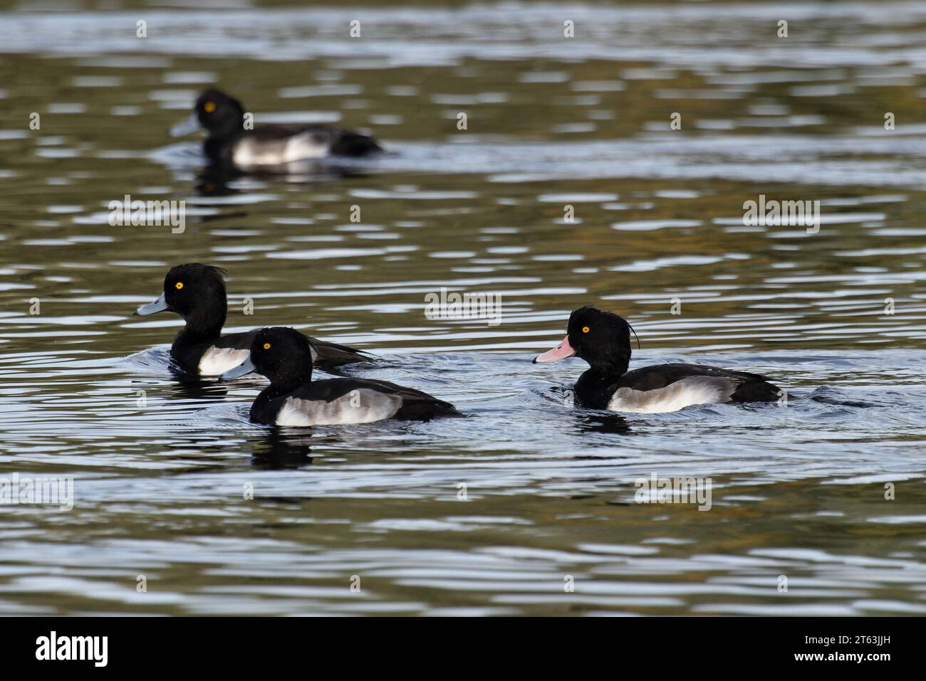 Pink bill duck hi-res stock photography and images - Alamy