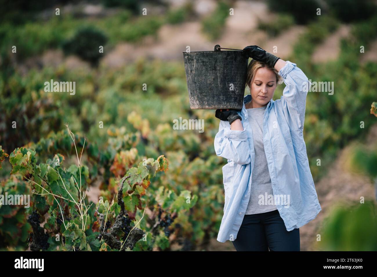 Female farmer wearing casual attire and black gloves carrying bucket of ...