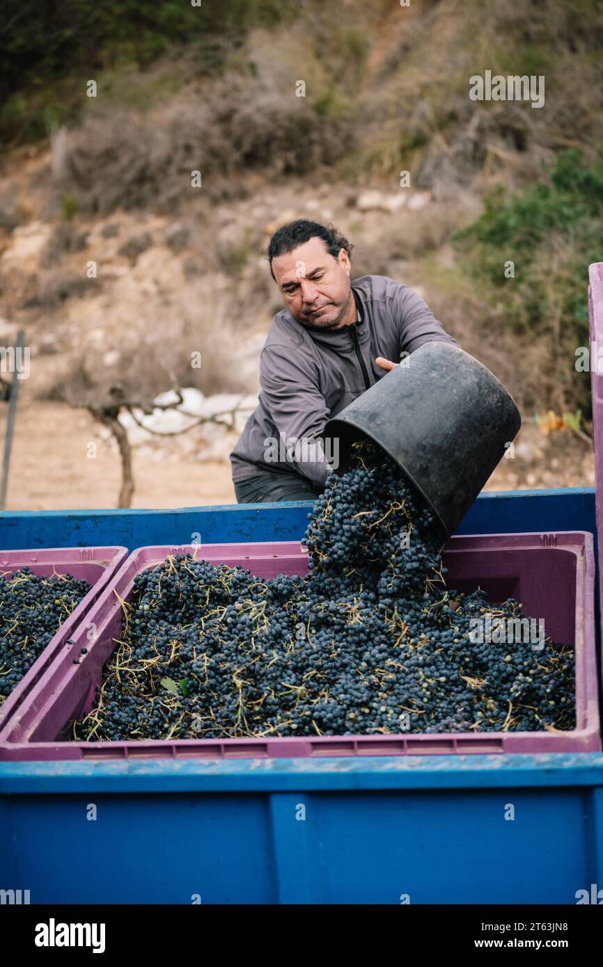 Mature male farmer emptying bucket of fresh grapes in crate on truck ...