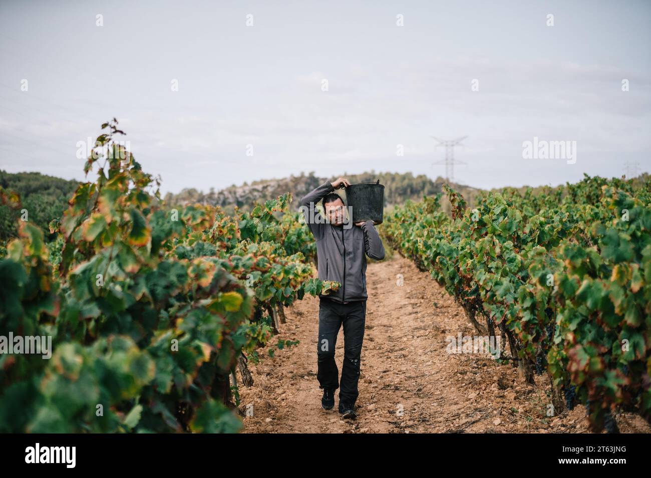 Mature male farmer wearing casual attire carrying bucket of grapes ...