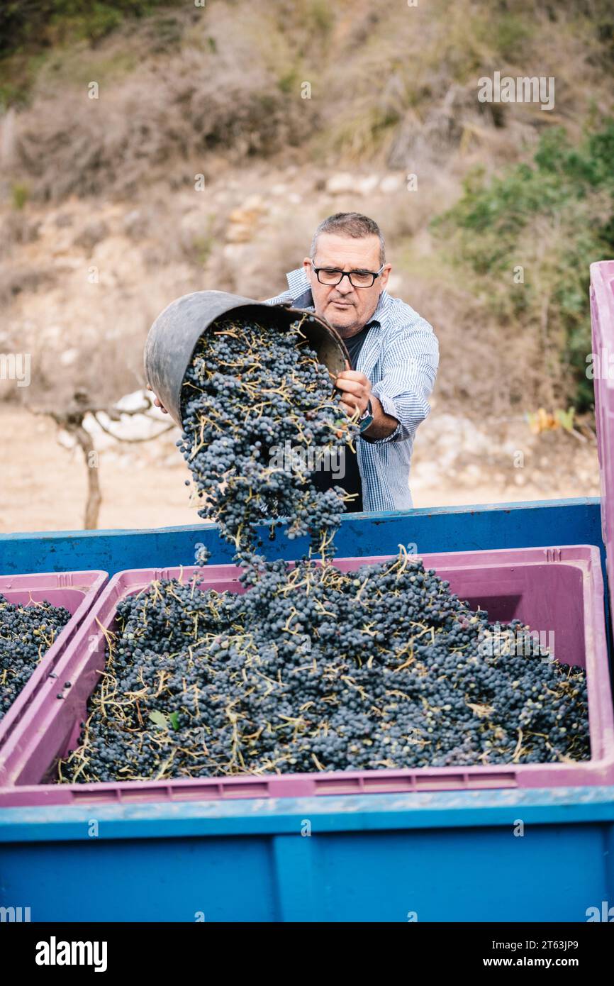 Mature male farmer in eyeglasses emptying bucket of fresh grapes in ...