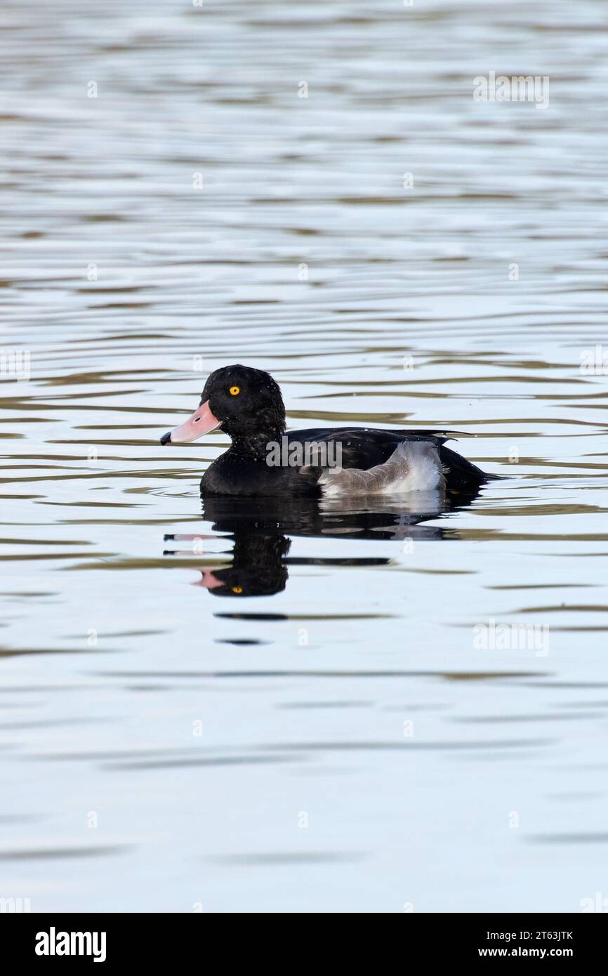 Pink bill duck hi-res stock photography and images - Alamy