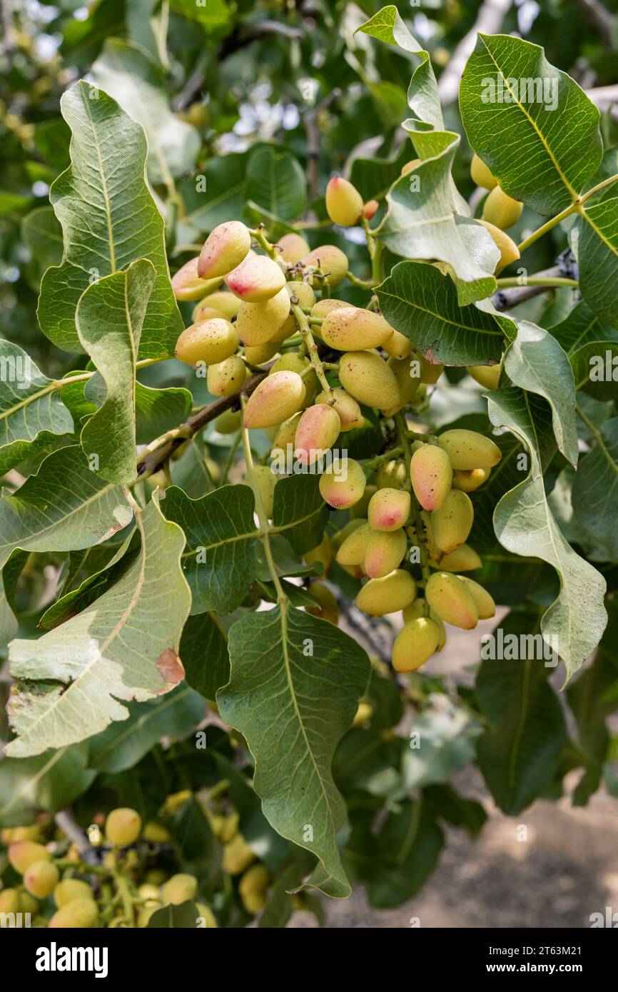 Pistachio Tree Leaves Pistachio Trees Have Largest Leaves Anywhere For