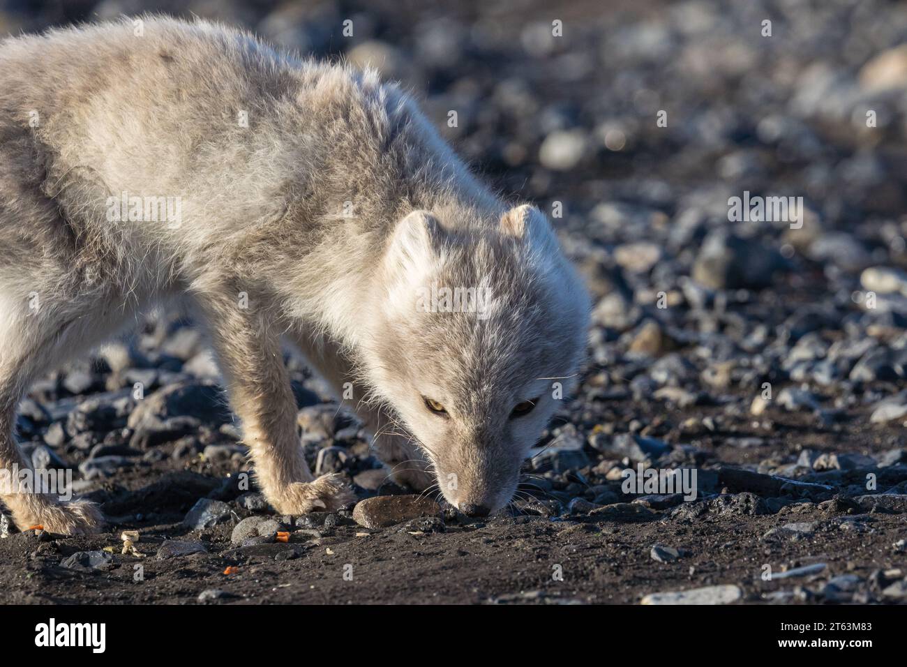 Side view of focused white fur Arctic fox prowling on a rocky shoreline ...