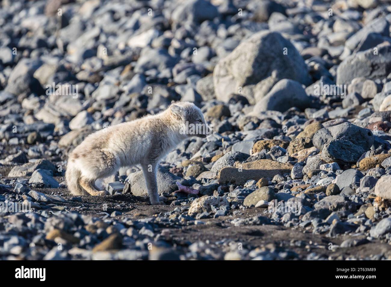 Side view of focused white fur Arctic fox prowling on a rocky shoreline ...