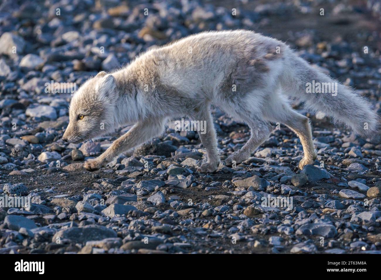 Side view of focused white fur Arctic fox prowling on a rocky shoreline ...