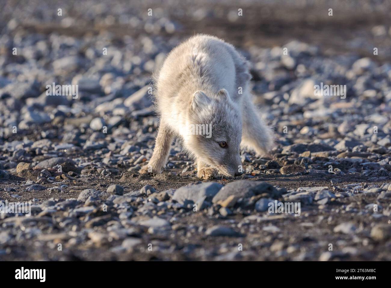 Focused white fur Arctic fox prowling on a rocky shoreline with pebbles ...