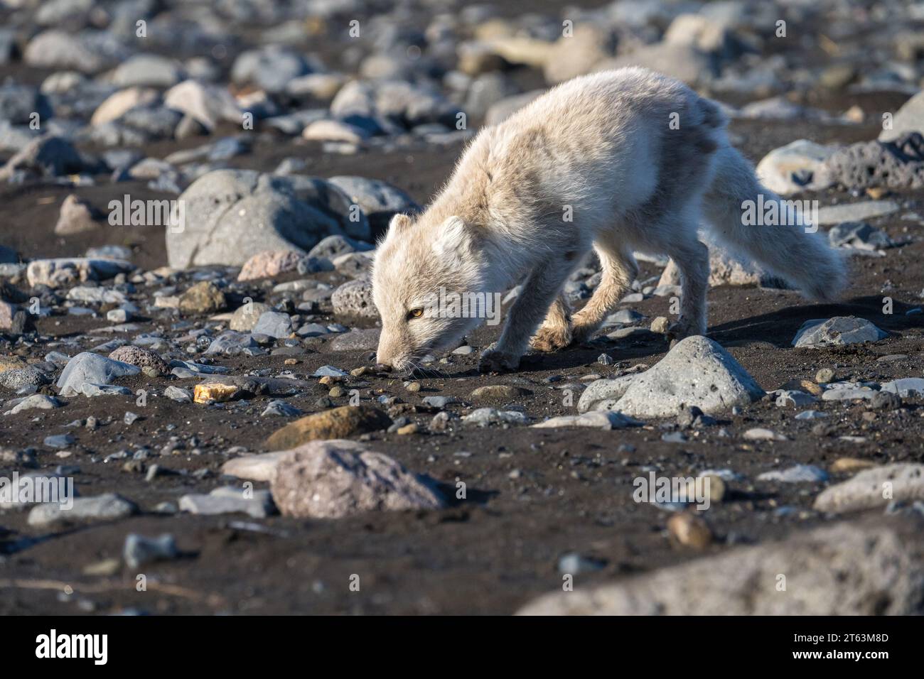 Side view of focused white fur Arctic fox prowling on a rocky shoreline ...
