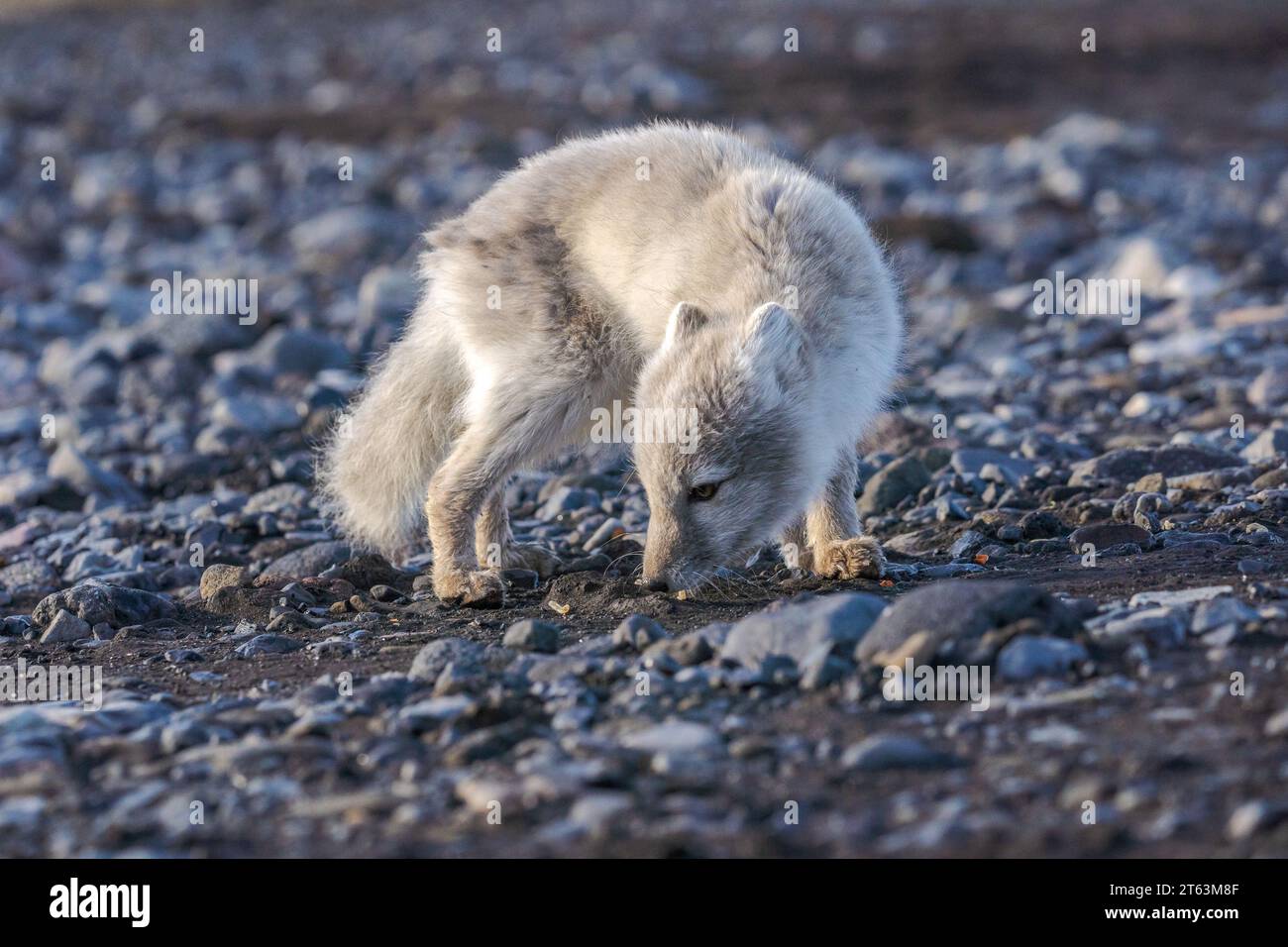 Side view of focused white fur Arctic fox prowling on a rocky shoreline ...