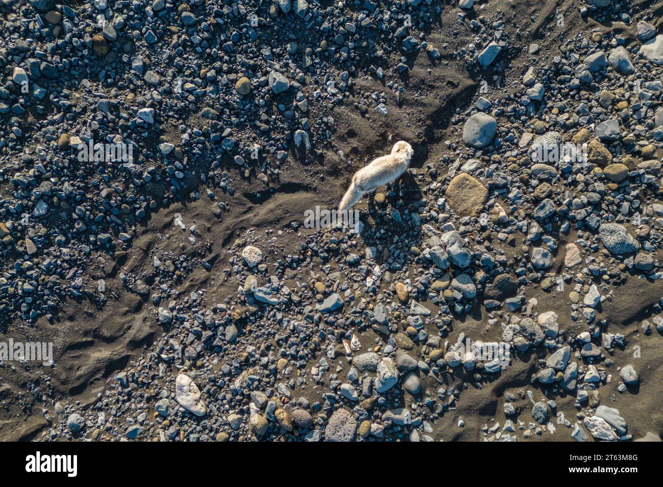 From above aerial drone view of focused white fur Arctic fox prowling ...
