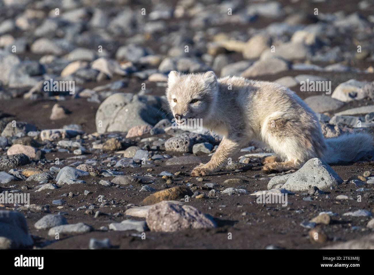 Close-up of an Arctic fox in mid-movement on a pebble-filled beach, its ...