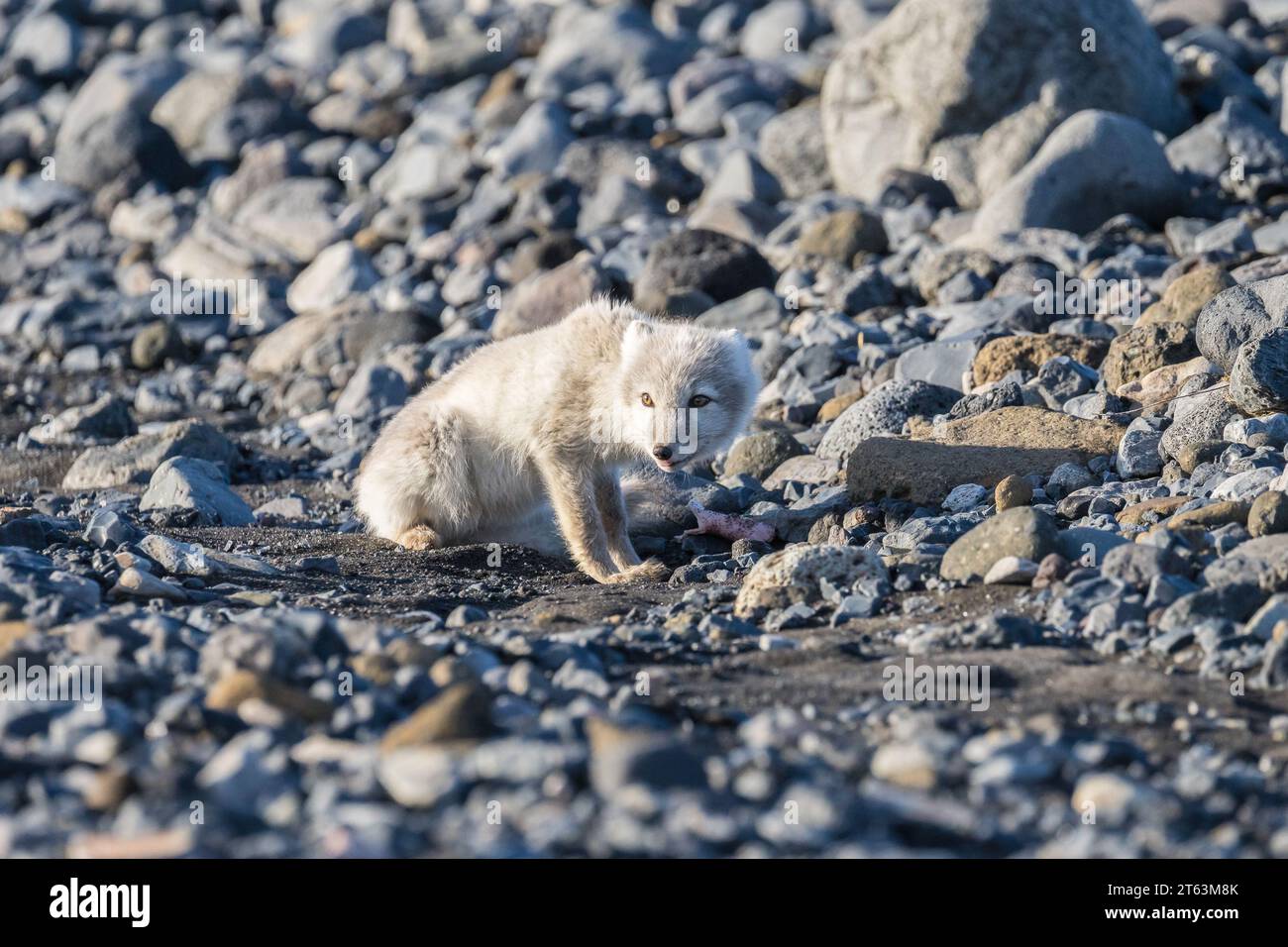 Side view of focused white fur Arctic fox prowling on a rocky shoreline ...