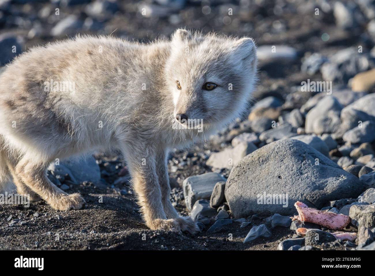 Side view of focused white fur Arctic fox prowling on a rocky shoreline ...