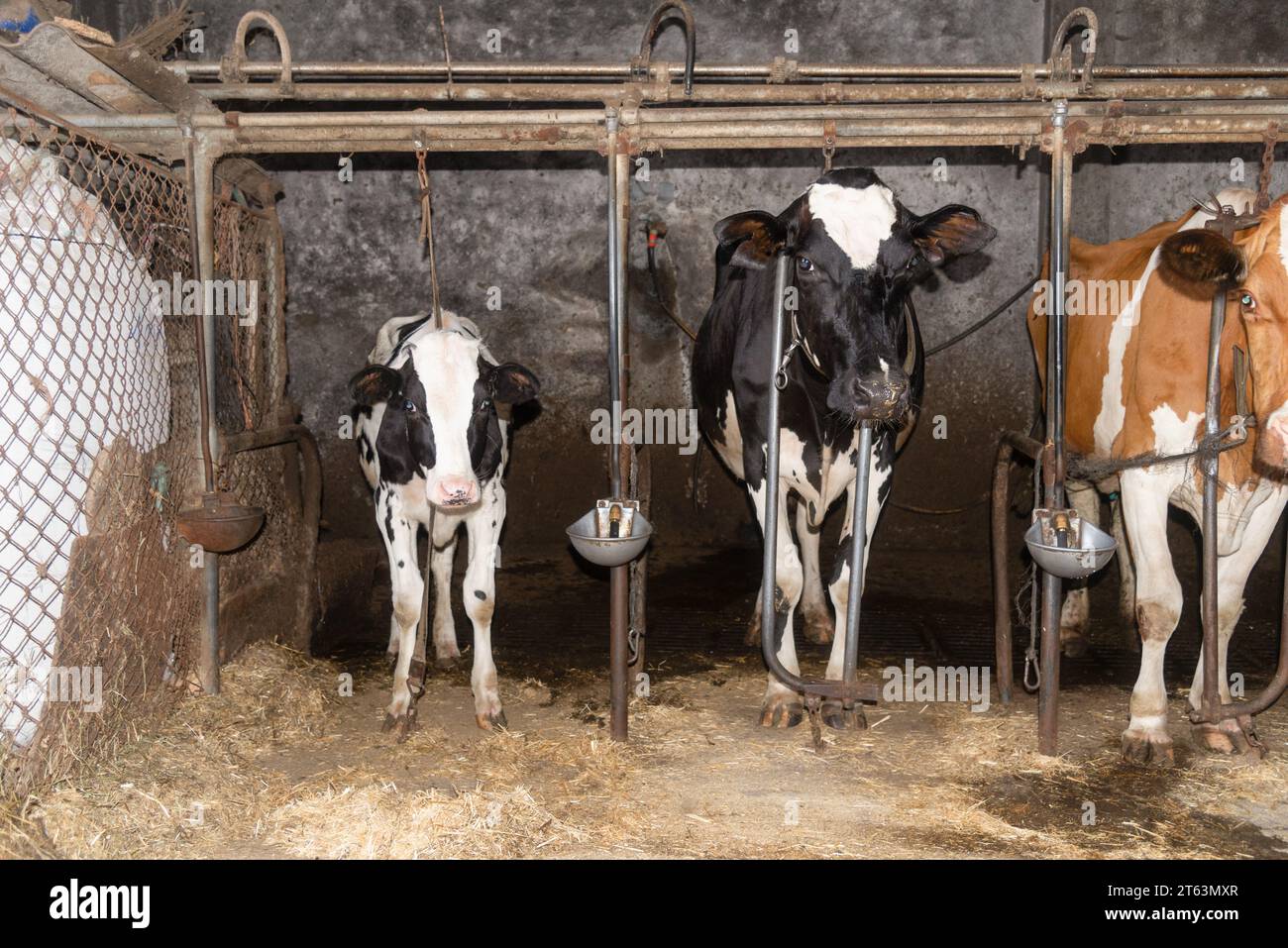Closeup of dairy cows with distinct markings standing near fence of ...