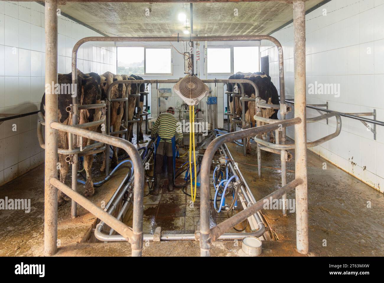 Milking procedure hi-res stock photography and images - Alamy