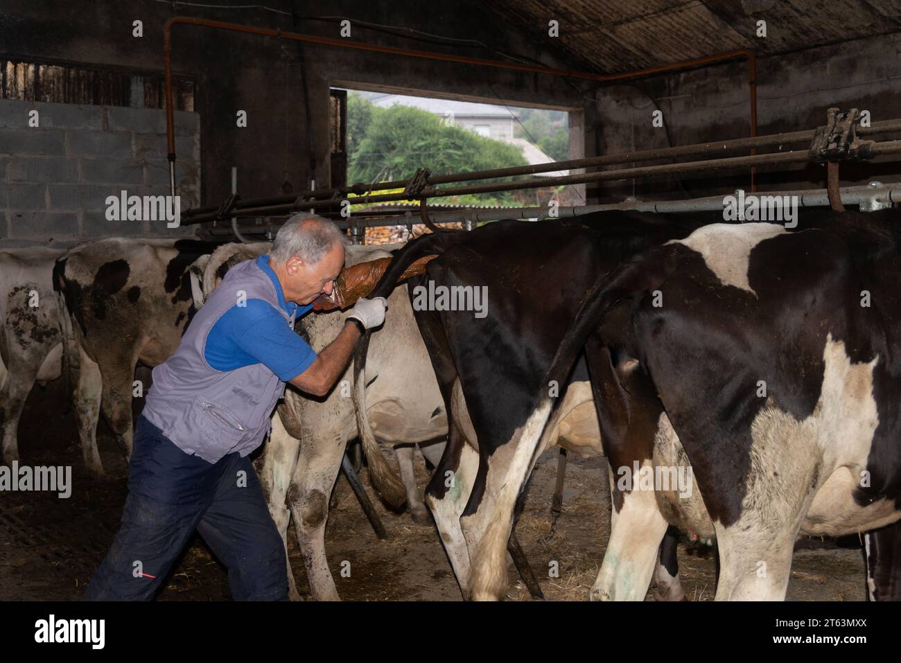 Side view of a field mature male veterinarian is seen examining a dairy ...