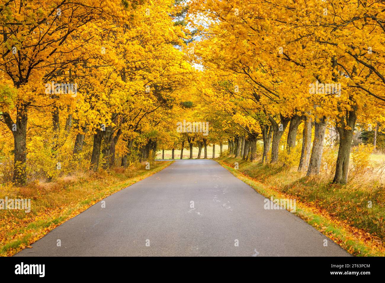 Road lined with brightly colored trees at autumn Stock Photo - Alamy
