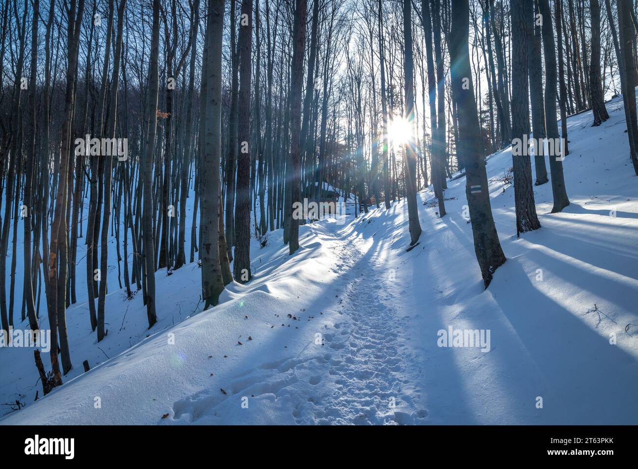 View of winter landscape with snowy forests. National Nature Reserve ...