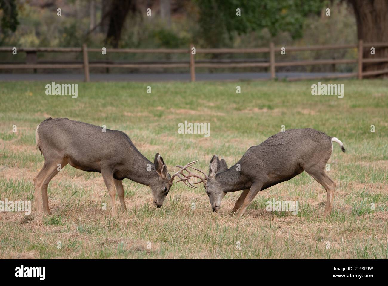 Two mature mule deer hi-res stock photography and images - Alamy