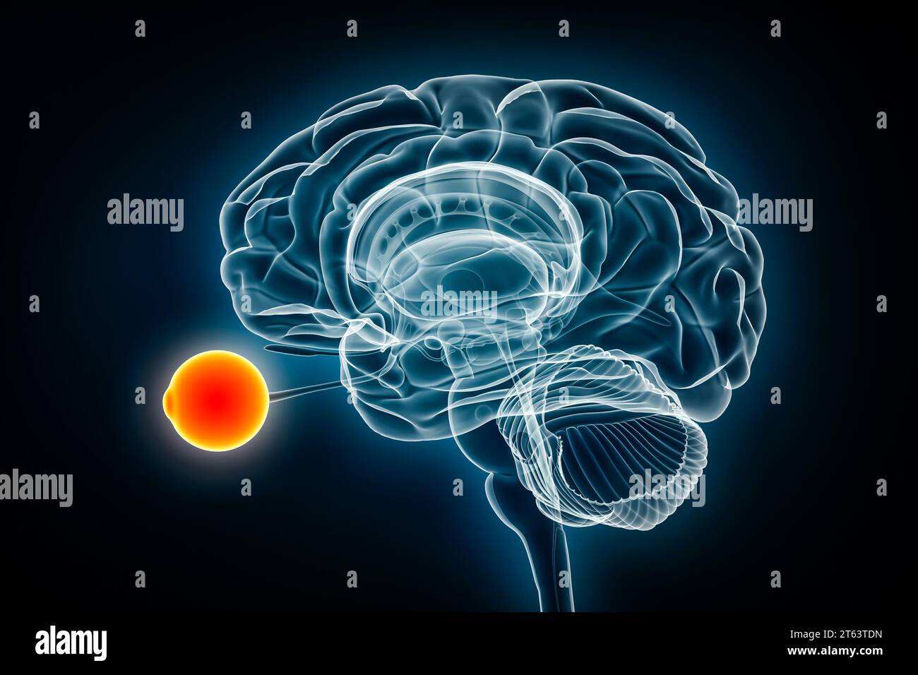 Eye x-ray view 3D rendering illustration. Human brain and nervous system anatomy, medical ...