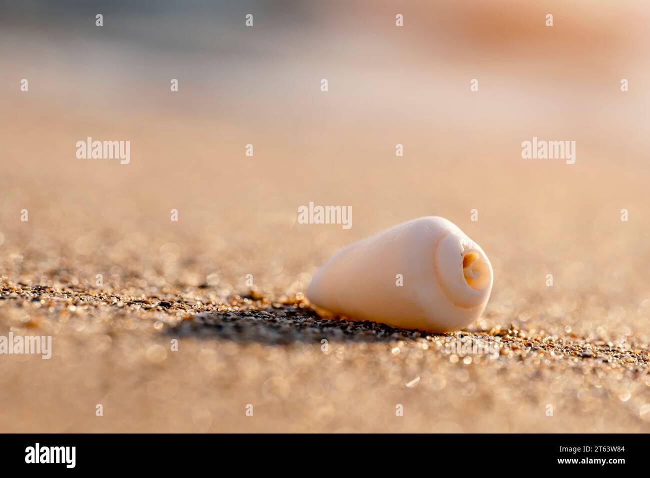 Big seashell on the sand on the beach in the back-light of sunset ...
