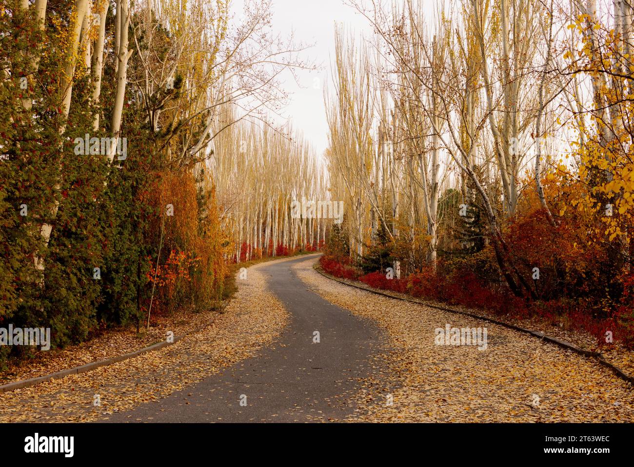 A scenic autumn walkway with vibrant yellow and orange leaves covering ...
