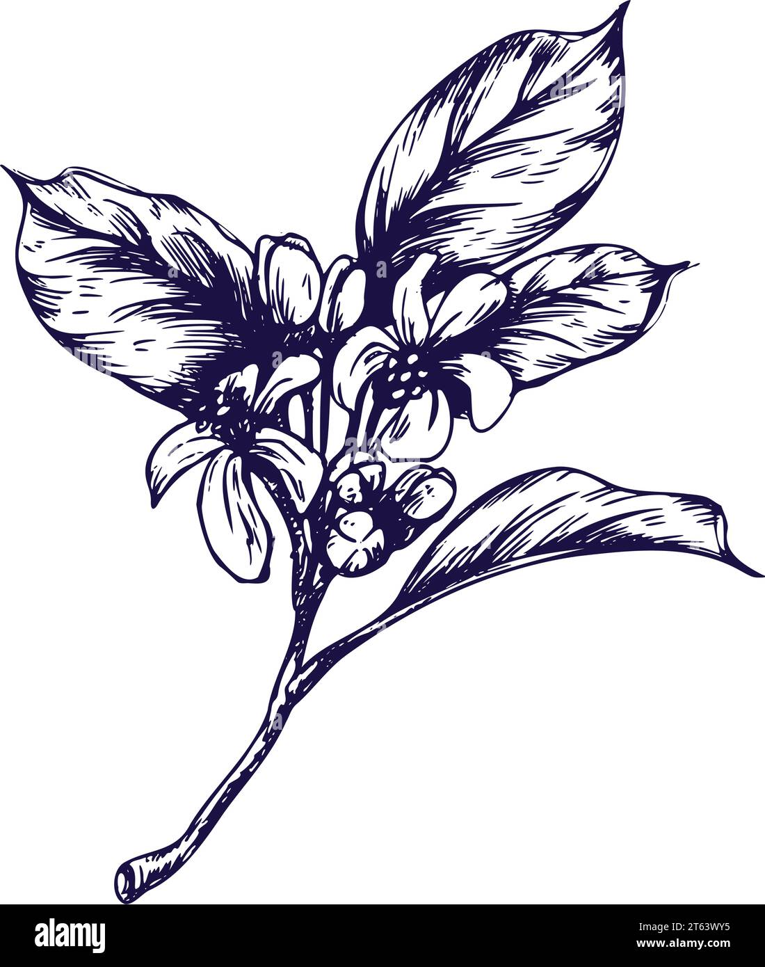 Lemon tree in blossom Cut Out Stock Images & Pictures - Alamy