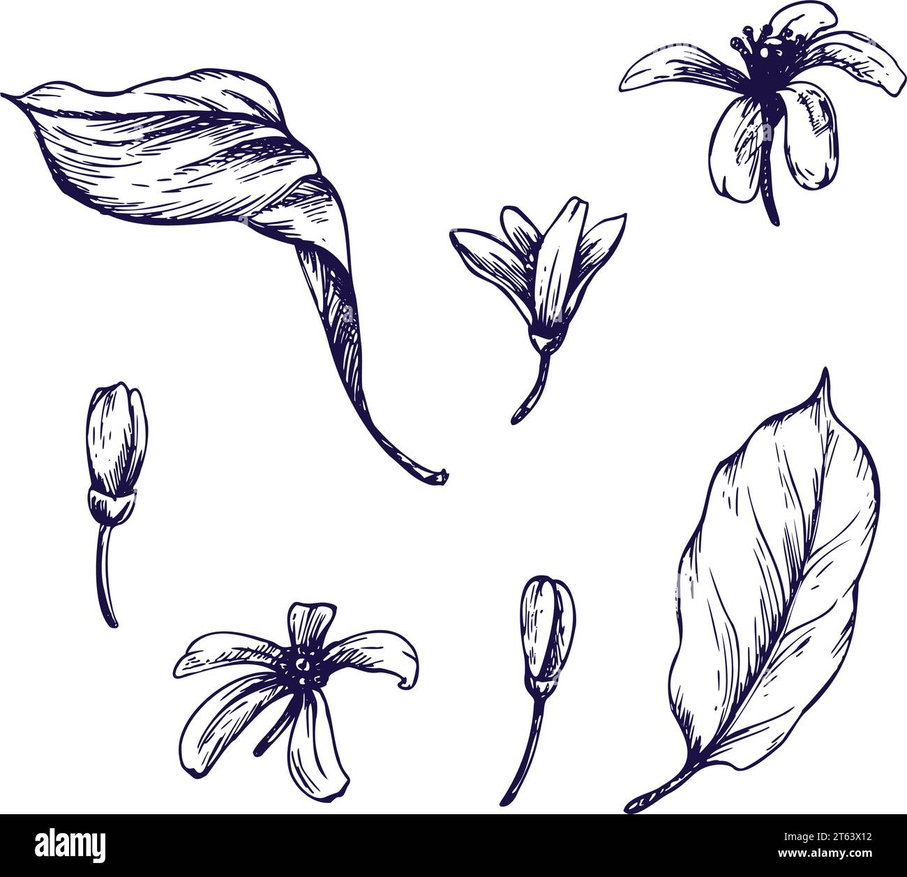 Lemon tree in blossom Stock Vector Images - Alamy