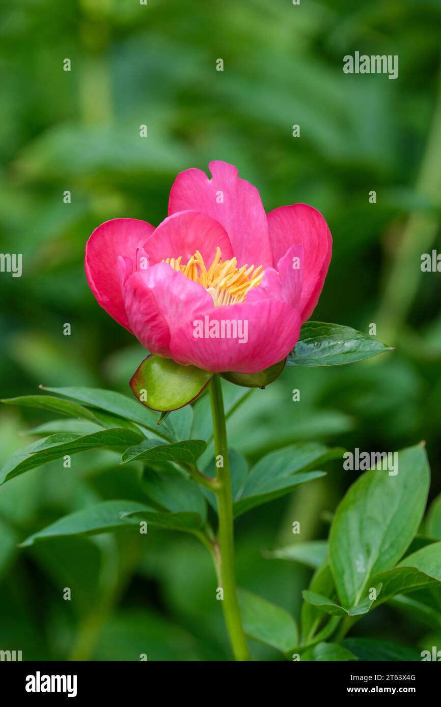 Saunders hybrid hi-res stock photography and images - Alamy