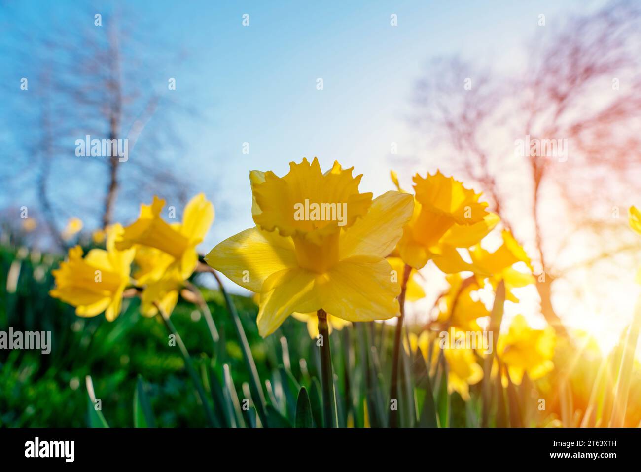 Bouquet bright yellow daffodils hi-res stock photography and images - Alamy