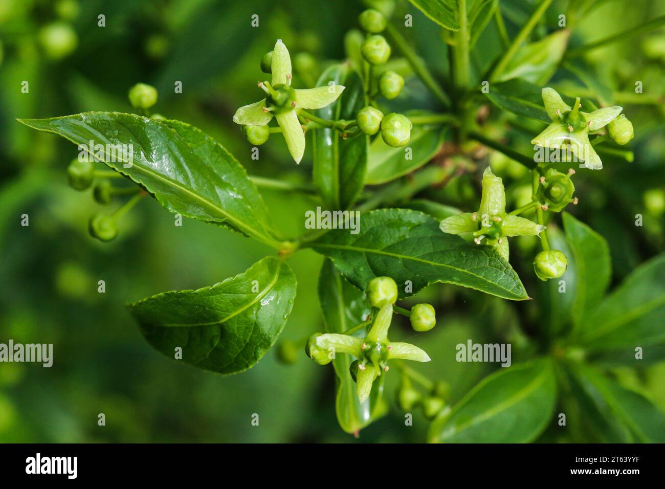 Flowers of european spindle (Euonymus europea), a shrub of hedges Stock ...